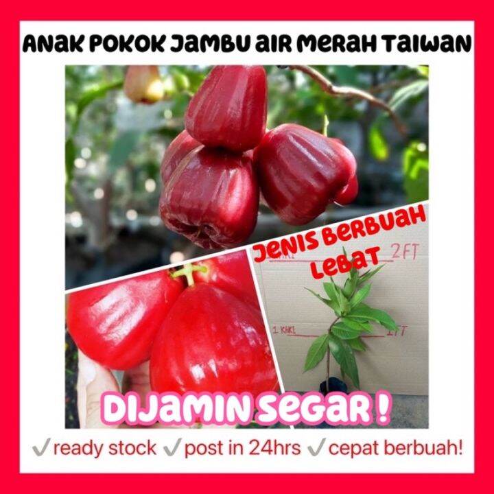 Rina • anak pokok Jambu air merah taiwan • dijamin segar cepat berbuah ...