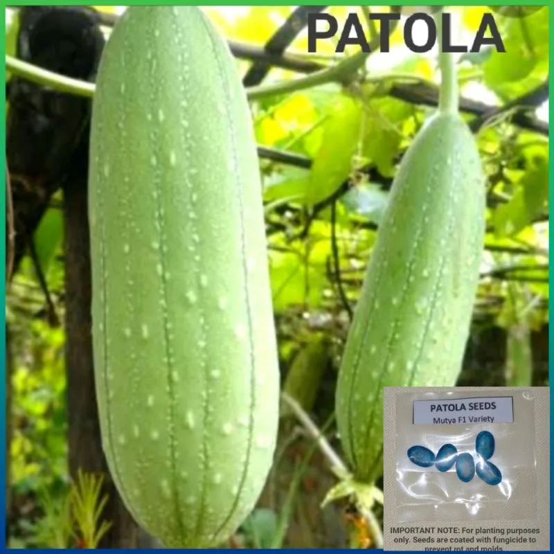 Patola Plant