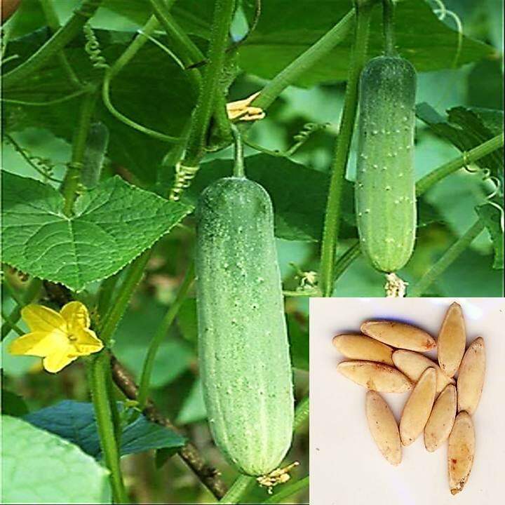 25 butir/biji benih timun super lokal siap tanam di pekarangan rumah ...