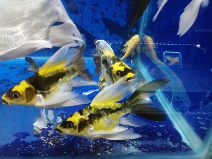 Shortbody Mayan butterfly Koi / 短身玛雅蝴蝶鲤鱼 8-9cm | Lazada