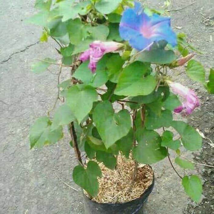Tanaman pagar rambat morning glory | Lazada Indonesia