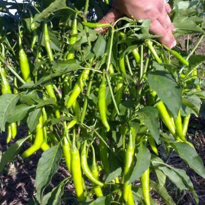 Sili panigang hybrid seeds for planting ( 20 seeds ) VEGETABLE AND ...