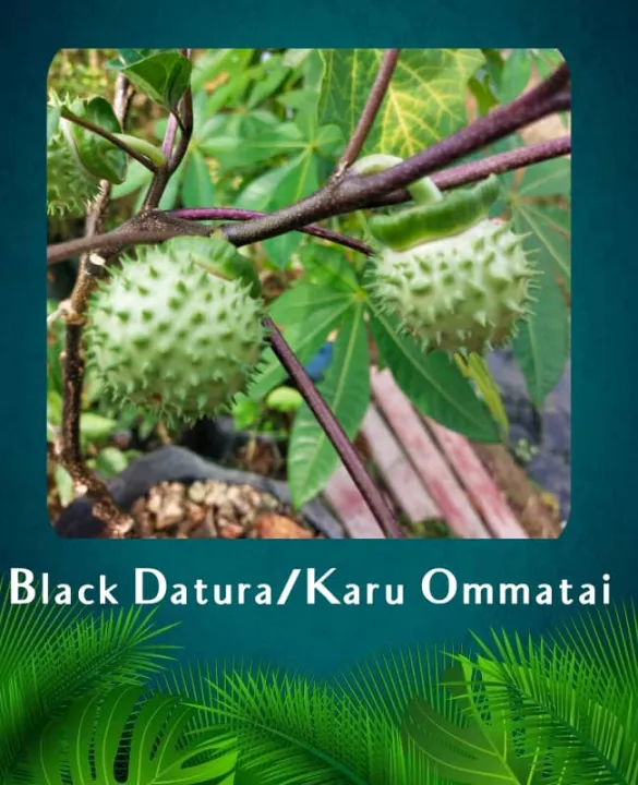LIVE PLANT-KARU OOMATHAI/BLACK DATURA/DATURA STRAMONIUM/THORN APPLE ...