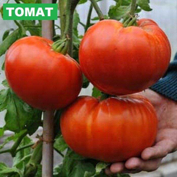 TOMAT JUMBO / TOMAT RAKSASA - COD - 3 Biji / Benih / bibit ( TOMAT ...