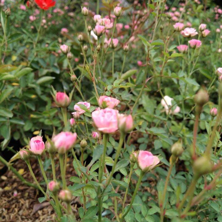 Bunga Baby Rose-Mawar baby-bunga mawar mini | Lazada Indonesia