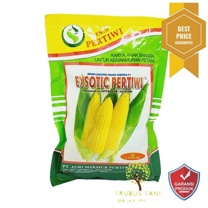 BENIH Jagung manis EXSOTIC - F1 HIBRIDA EXSOTIC - 1750benih | Lazada ...