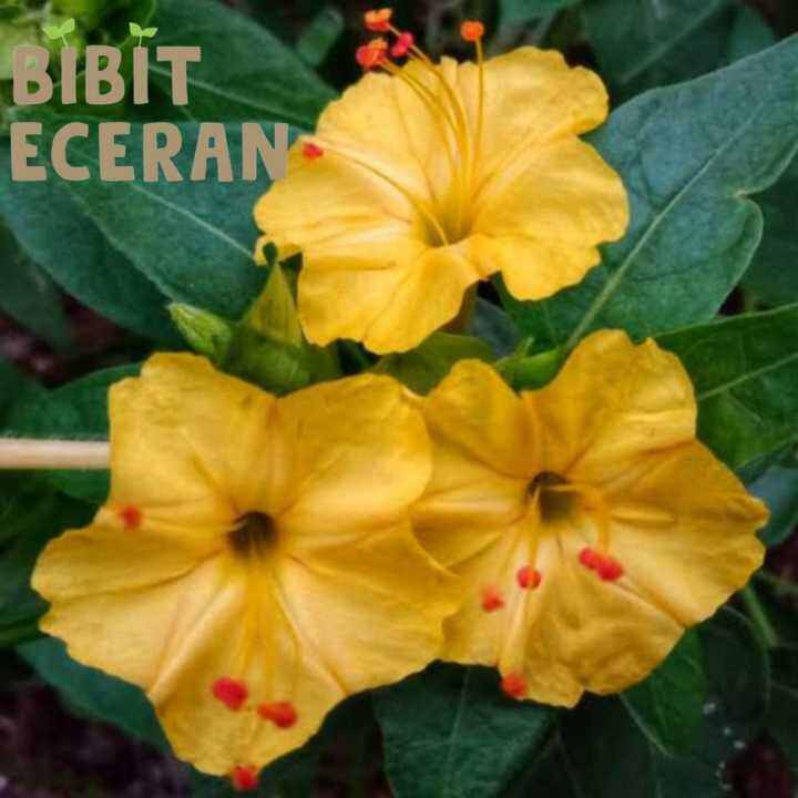 BUNGA PUKUL 4 KUNING REPACK - ISI +/-4 BENIH BIBIT BIJI BUNGA ...