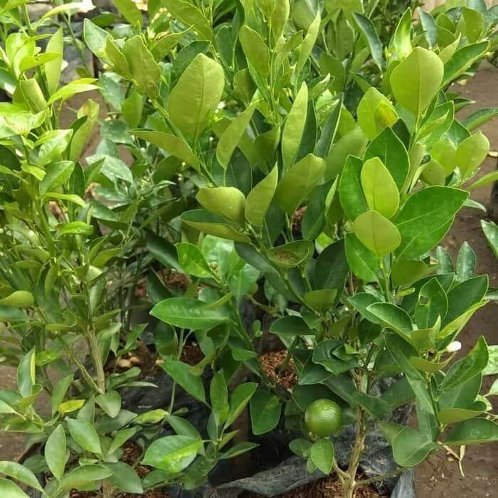 Bibit Pohon Jeruk Peras-Jeruk Kunci-Tanaman Jeruk Peras I1N | Lazada ... Bibit Pohon Jeruk Peras-Jeruk Kunci-Tanaman Jeruk Peras I1N | Lazada ...