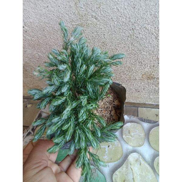 Available live plants for sale (Blue Pine Tree) | Lazada PH