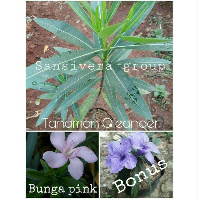 Tanaman Aliander Jepun Pink / Nerium Oleander | Lazada Indonesia