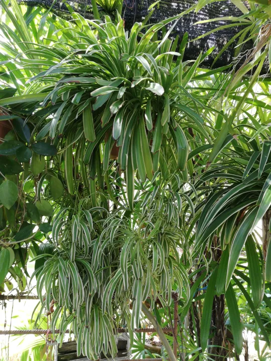 Anak Pokok Labah-labah / Spider Plant / 吊兰 | Lazada