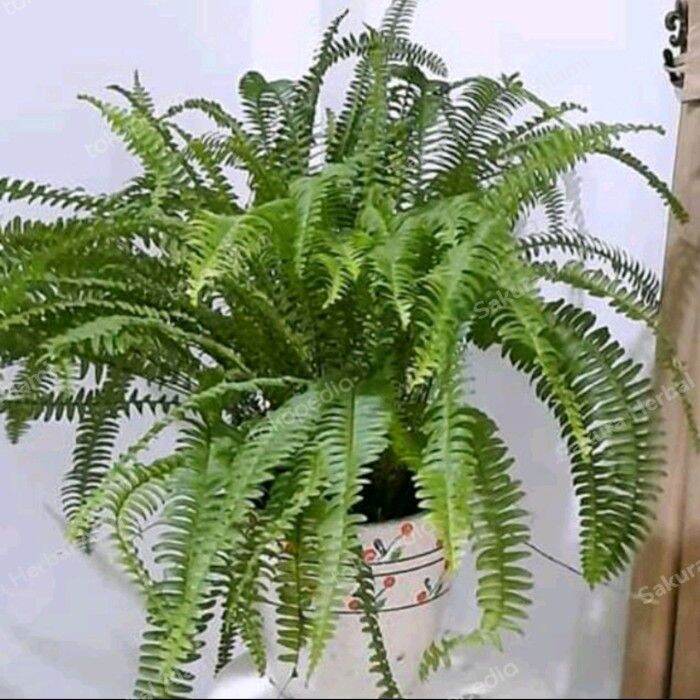 Tanaman pakis boston penyejuk udara tanaman hias | Lazada Indonesia