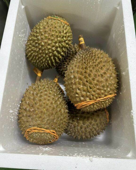 seeds Malaysia Durian Musang King Pahang Raub Fresh Whole Durian King ...