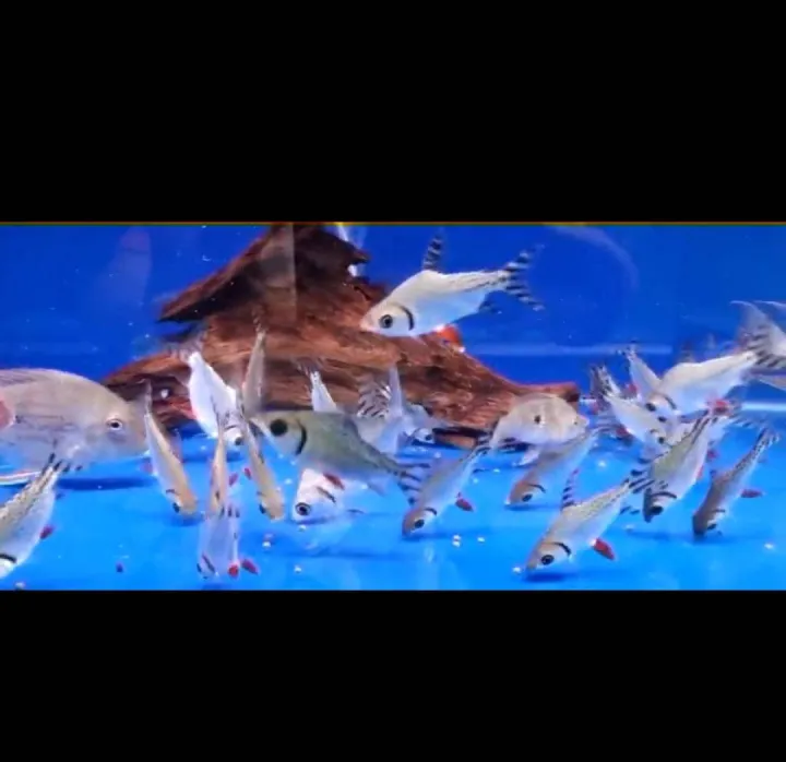 Flagtail Prochilodus LIVE aquarium live fish 飞凤鱼 Fei Fong ikan hidup (4 ...