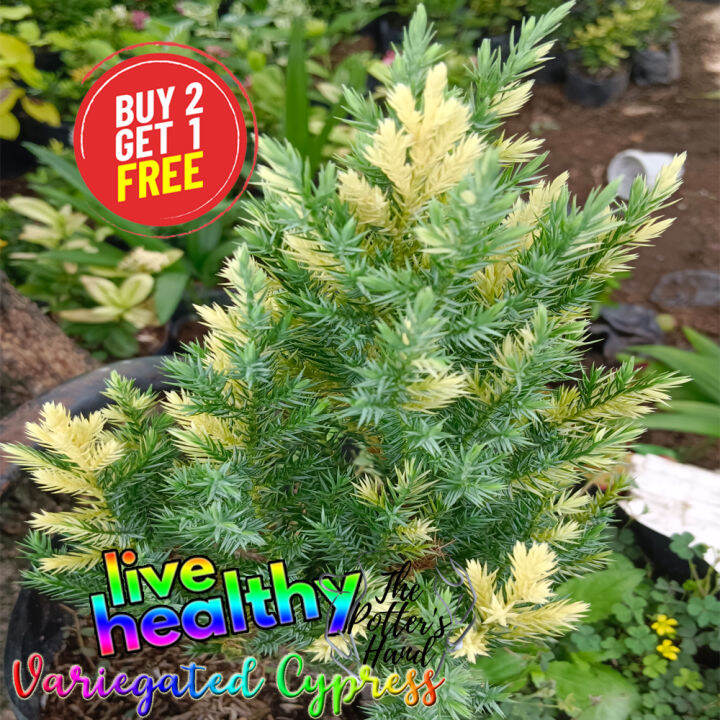 Variegated Cypress Uncommon Pine Tree Plant | Lazada PH