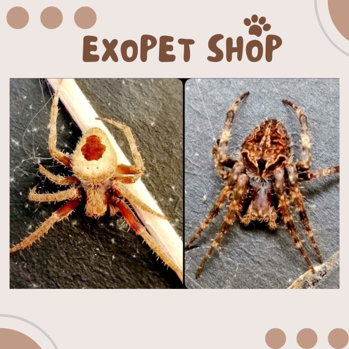 EXOPET SHOP GAGAMBA SPIDER TM TO OVERSIZE | Lazada PH EXOPET SHOP GAGAMBA SPIDER TM TO OVERSIZE | Lazada PH