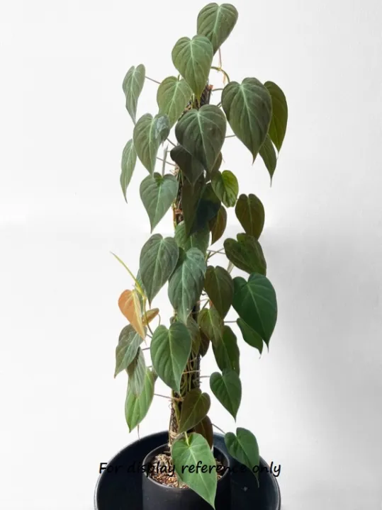 (LUZON CUSTOMERS ONLY) Philodendron Micans Rare Live Plant with Roots ...