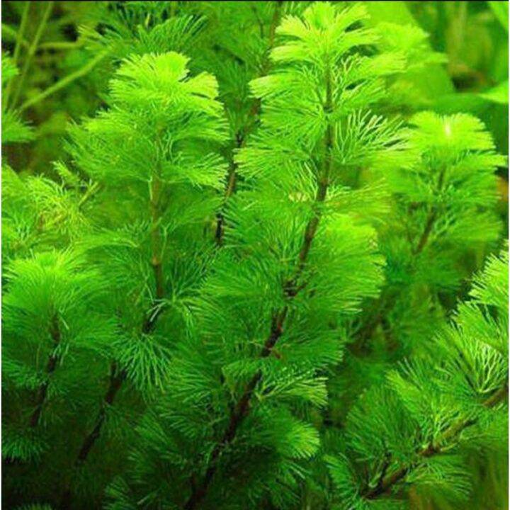 Cabomba Green Tanaman Air Aquascape | Lazada Indonesia