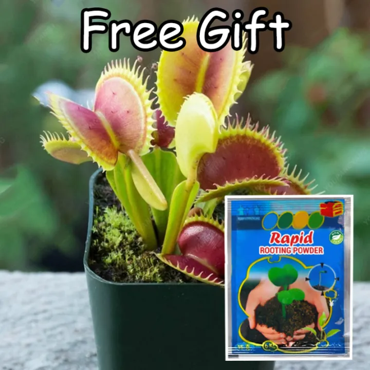 50 PCS Rare Insectivorous Plant Mini Venus Flytrap Plant Seeds Bonsai ...
