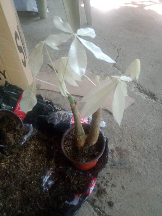 Pure white albo variety money tree | Lazada PH