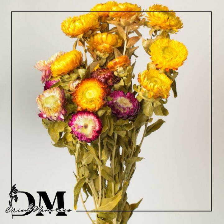 Dried Everlasting (1 stem) Real Flower Straw Flower Dried Memories PH ...