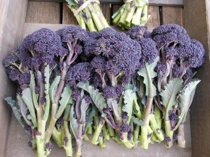 Lila Salatbroccoli - Purple Sprouting Broccoli - Samen - Seeds | Lazada PH