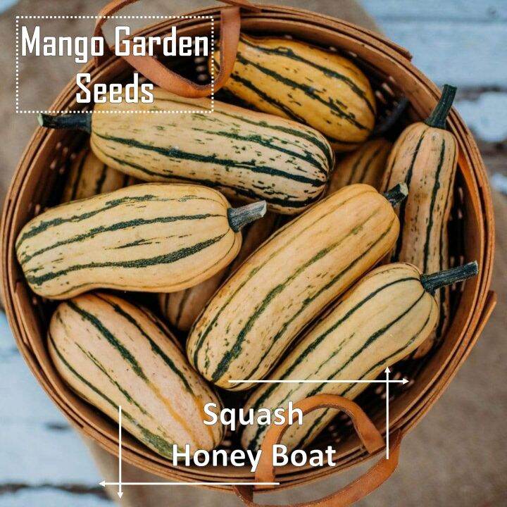 Honey Boat Squash Seeds - 2 Seed *Pot Friendly* Tanam Pasu Labu Manis ...