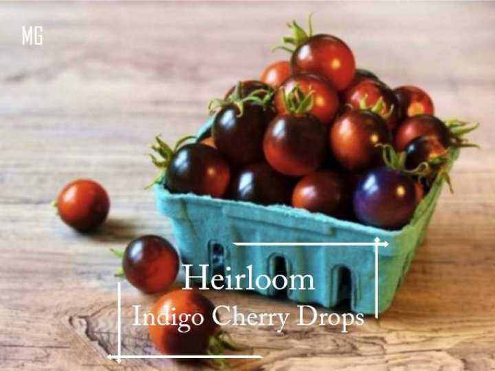 *Rare* Heirloom Indigo Cherry Drops Tomato seeds - 30 seed Benih sayur sayuran Sesuai Untuk Pasu ...