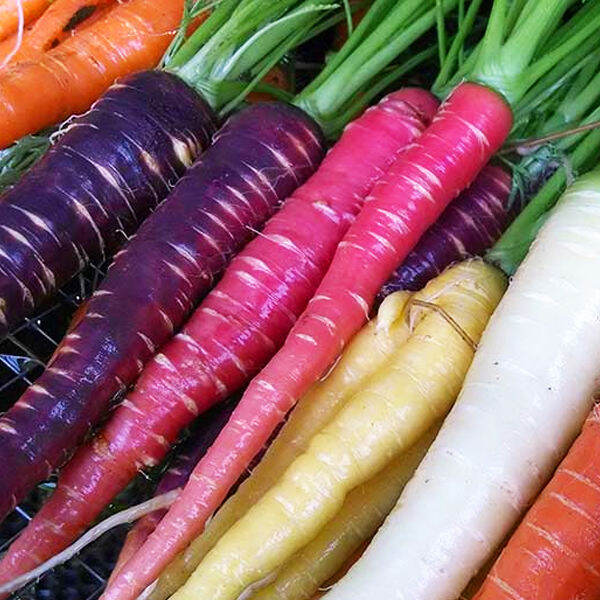 Rainbow Mix Carrot Seeds - Carrot Rainbow Mix Seeds - Rainbow Carrot ...