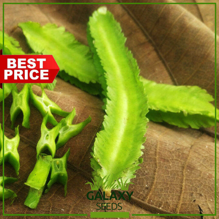 Winged Bean Seeds for Planting Vegetable Plants (5 Seed) & F REE ...