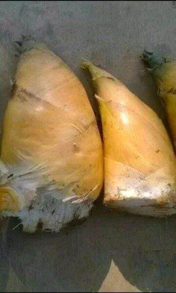 Rebung Bambu KuninG 1 Kg Murah | Lazada Indonesia