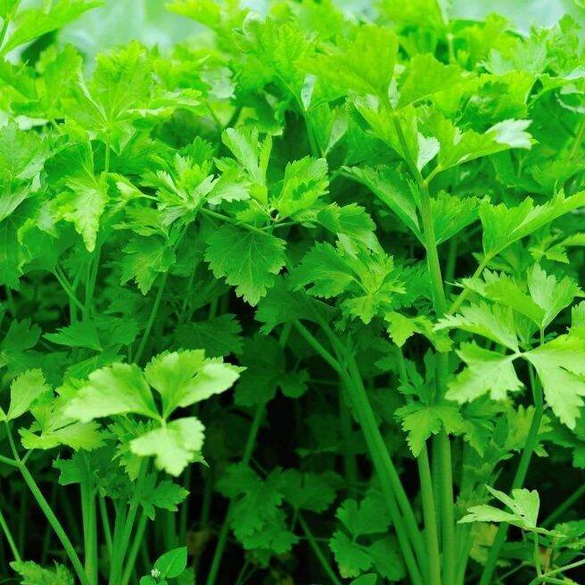 Kinchay hybrid seeds ( 100 seeds prox. ) HERB AND SPICES | Lazada PH