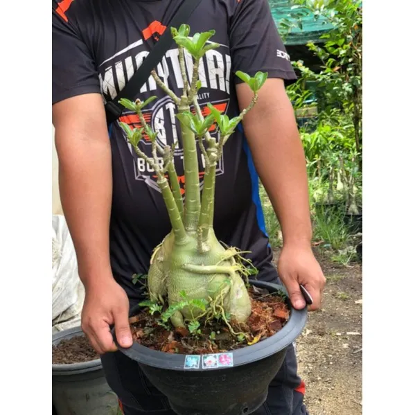 pokok kemboja pasu besar 3/4 id | Lazada