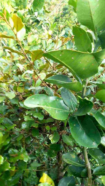 Jual daun benalu jeruk bali Fress herbal daun benalu jeruk bali segar ... Jual daun benalu jeruk bali Fress herbal daun benalu jeruk bali segar ...