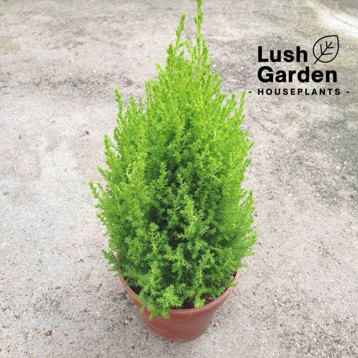 Goldcrest Lemon Cypress 香冠柏 150mm Pot Christmas Tree Live Plant Pokok ...