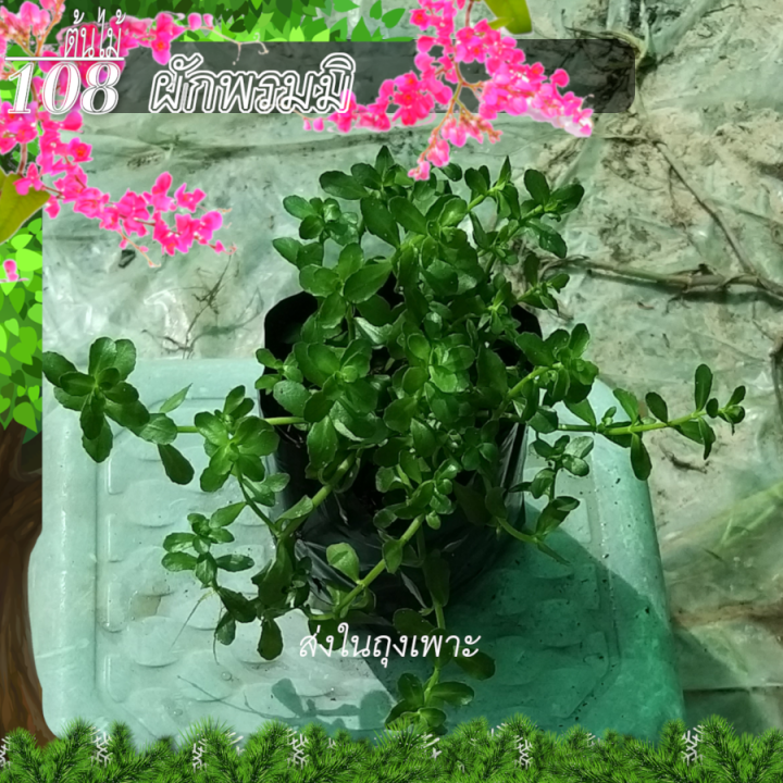 ผักพรมมิ ( Brammi ) ผักมิ, ผักหมี่ หยดน้ำตา (ทั่วไป), พรมลี (ชุมพร ...