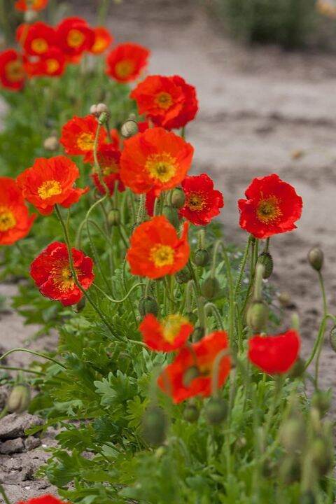 เมล็ดพันธุ์ ไอซ์แลนด์ป็อปปี้ papaver nudicaule iceland poppy 1000 เมล็ด ...