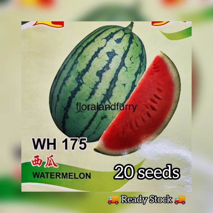 20 seeds Red Watermelon Hybrid Sweet Round 红西瓜种子 Biji Benih Buah Buahan Hibrid Tembikai Merah ...