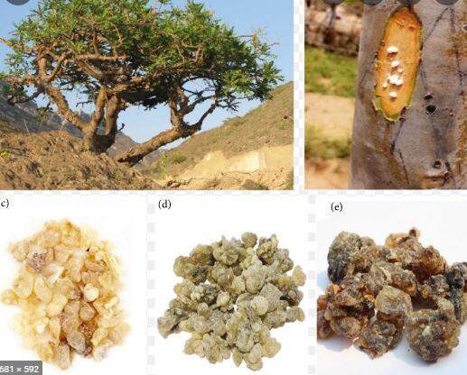 乳香 Ru Xiang 生/heated/powder Olibanum natural Frankincense Boswellia ...