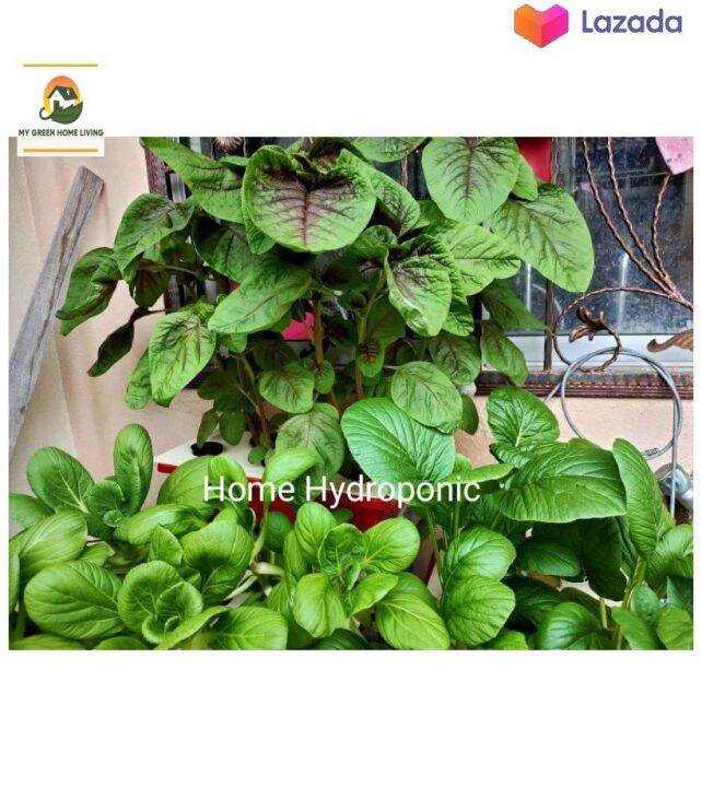 Hydroponic SET - Complete Hydroponic System Set for Efficient and Clean ...