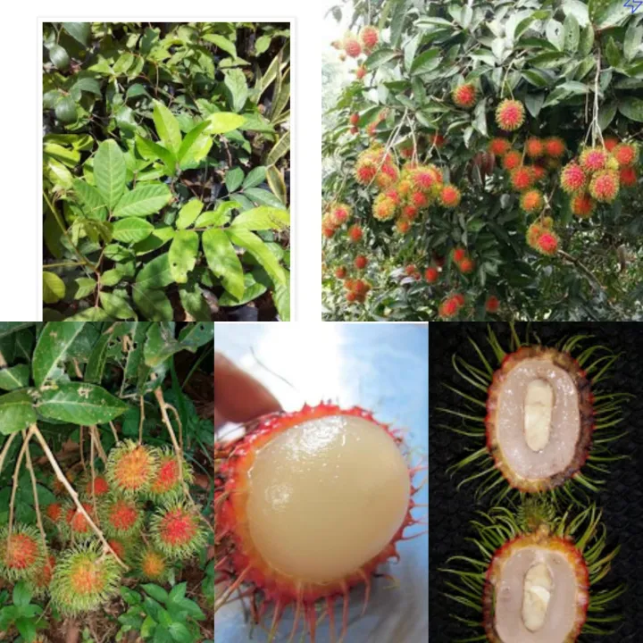 Anak Pokok Rambutan Jarum Emas | Lazada
