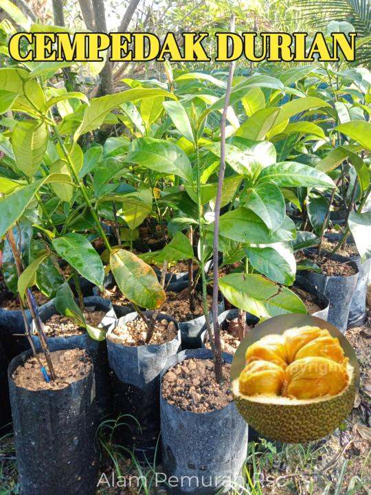 [NEW] BENIH POKOK CEMPEDAK DURIAN HYBRID CANTUMAN TUNAS Berbuah Lebat ...
