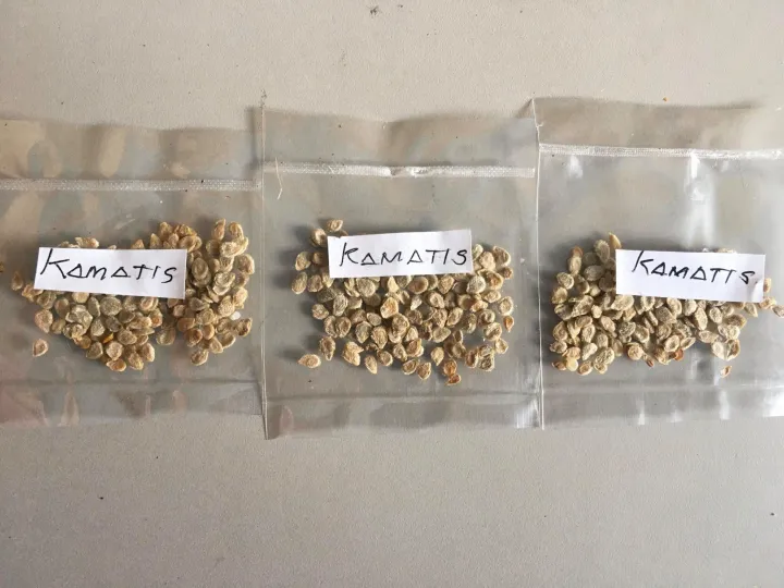 TOMATO/ KAMATIS VEGETABLE SEEDS -- for gardening (1 small packet ...