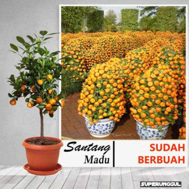 Bibit Jeruk santang Madu Sudah Berbuah Asli Original Bisa Cod | Lazada Indonesia