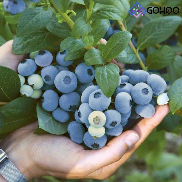 Blueberry Seeds for Planting Fruits Organic Fresh Fruit Seeds Dwarf ...