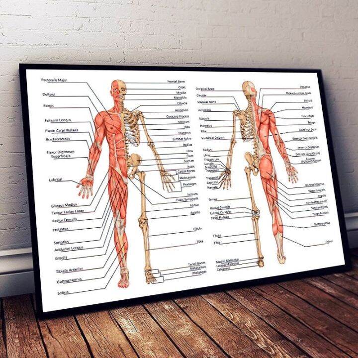 2022 Human Anatomy Muscle System Poster Anatomy Diagram Human Medical ...