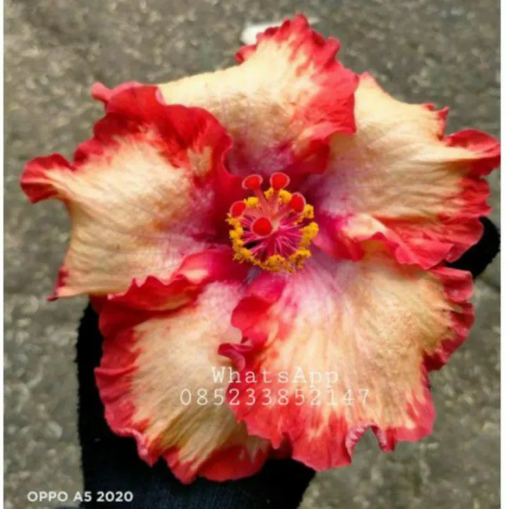 TANAMAN HIAS HIBISCUS BUNGA SEPATU VARIEGATA//RED STAR | Lazada Indonesia