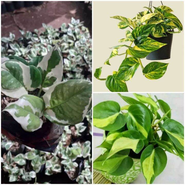 promo 3 jenis tanaman hias sri gading | Lazada Indonesia