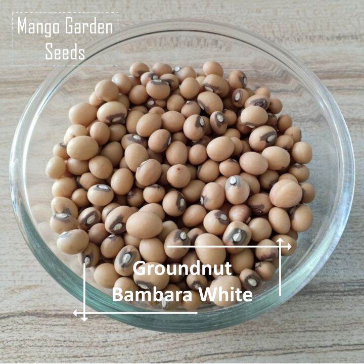 Groundnut Bambara White Seeds - 10 Seed *Pot Friendly* Tanam Pasu, Bean ...