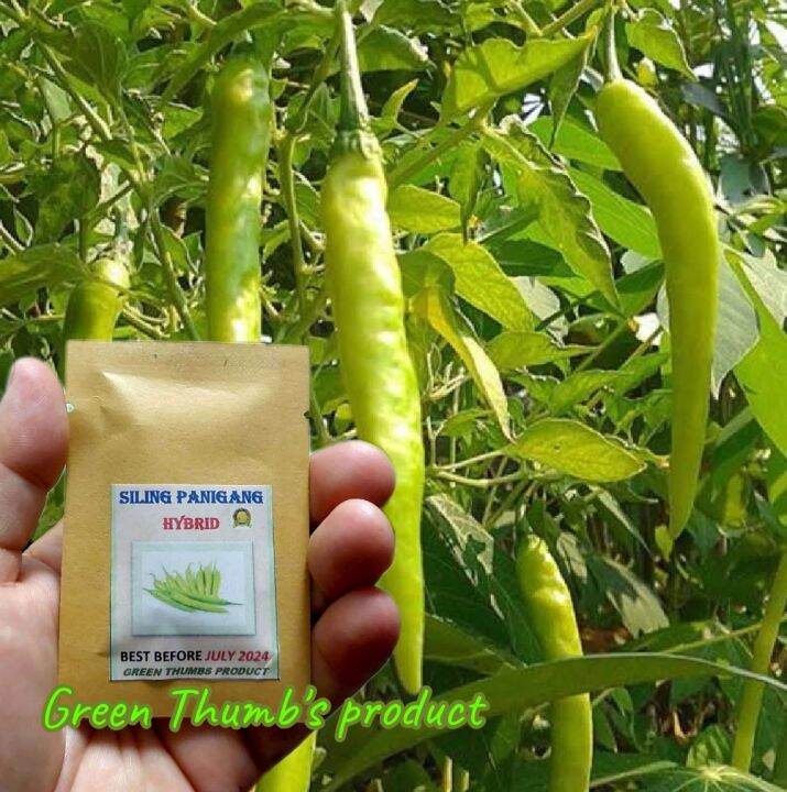 SILING HABA HYBRID SEEDS | Lazada PH